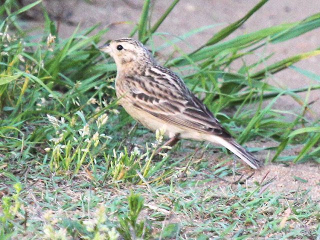 Chestnut-collared Longspur