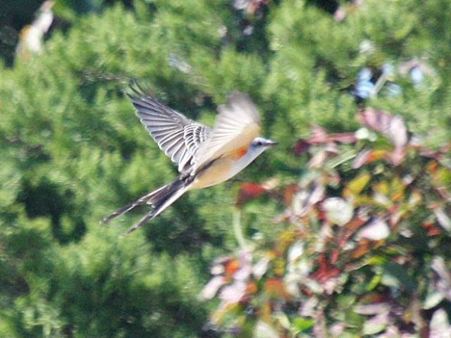 Scissor-tailed Flycatcher