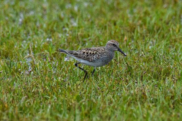 White-rumped Sandpiper