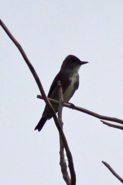 Olive-sided Flycatcher