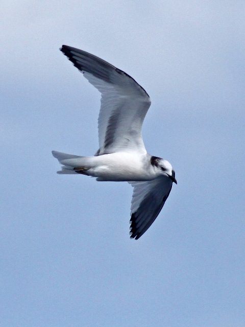 Sabine's Gull