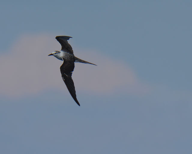 Bridled Tern