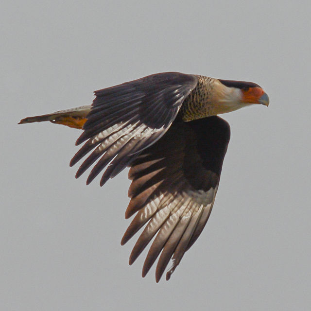 Crested Caracara