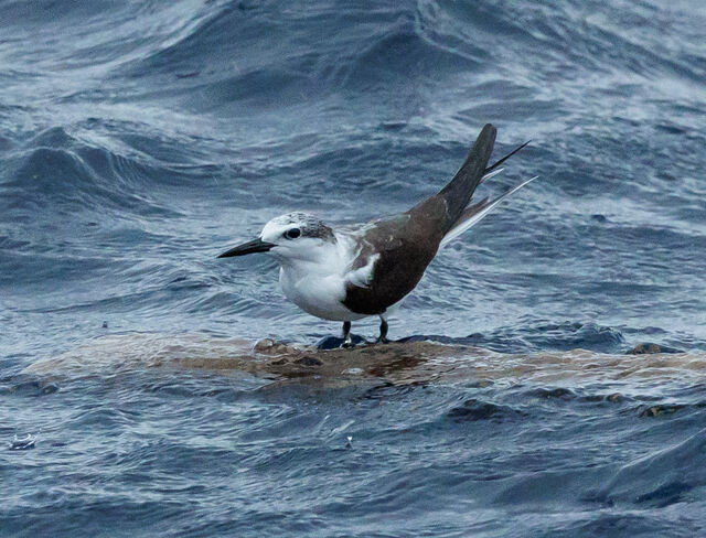 Bridled Tern