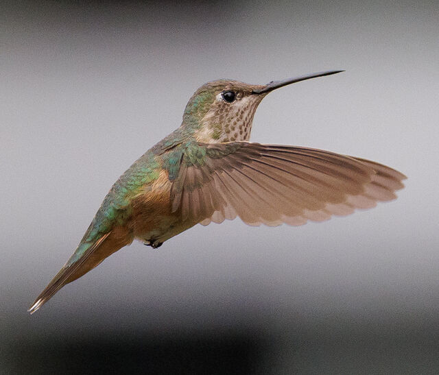 Broad-tailed Hummingbird