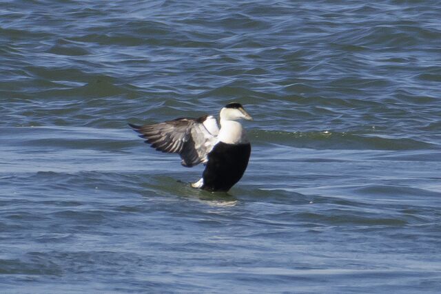 Common Eider