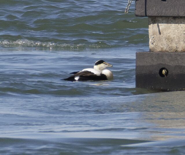 Common Eider
