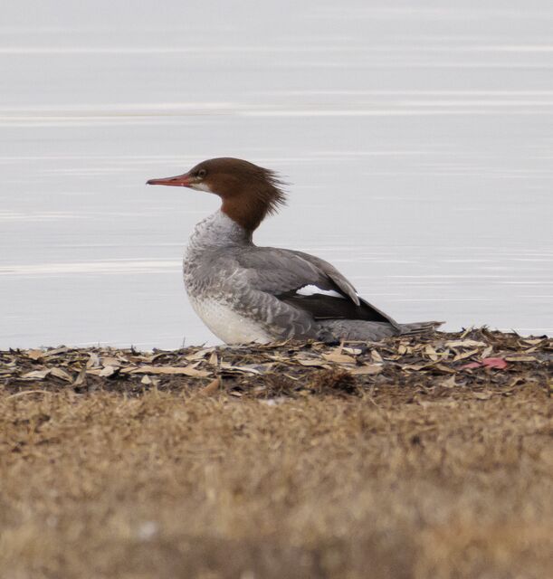 Common Merganser