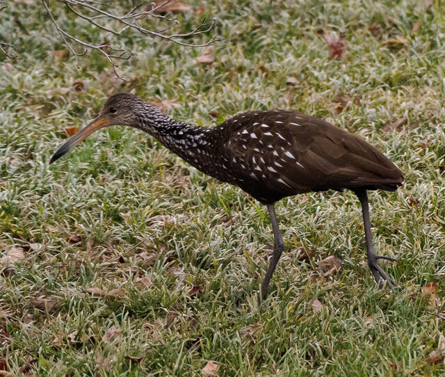 Limpkin