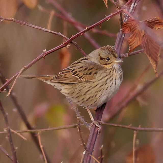 Lincoln's Sparrow
