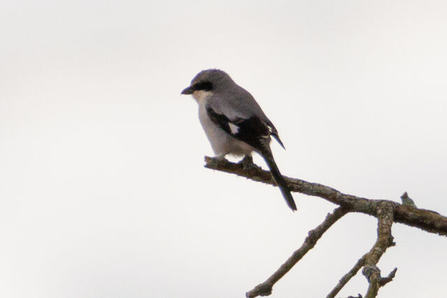 Loggerhead Shrike