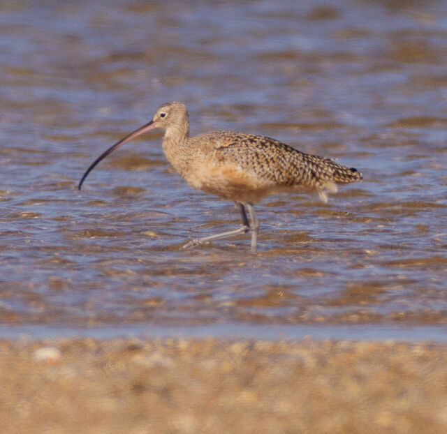 Long-billed Curlew