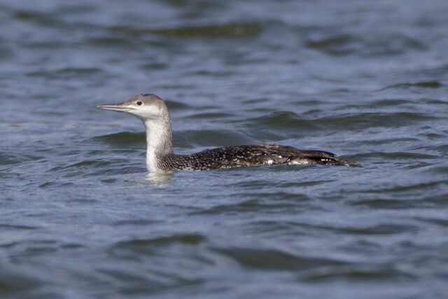 Red-throated Loon