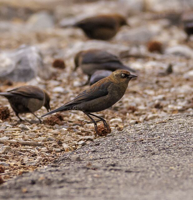 Rusty Blackbird