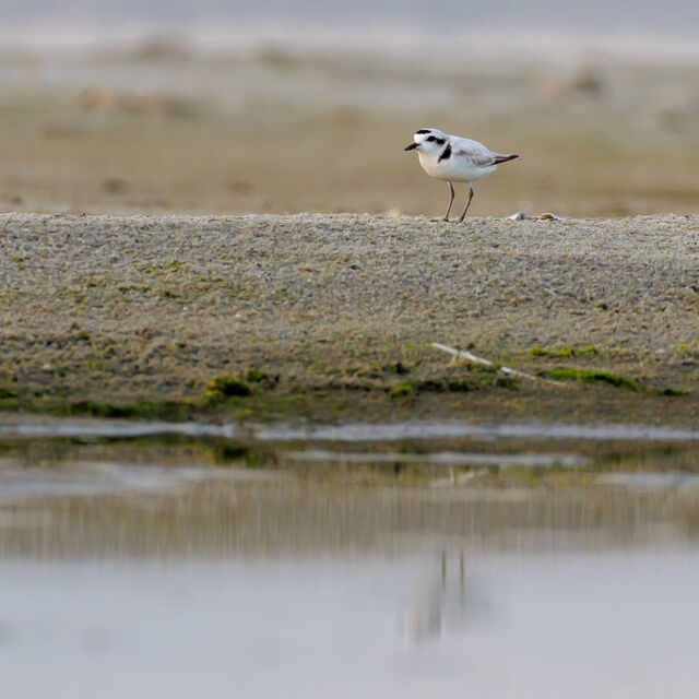 Snowy Plover