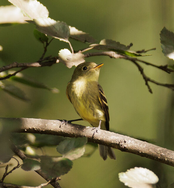 Yellow-bellied Flycatcher