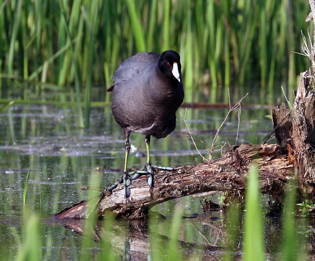 American Coot