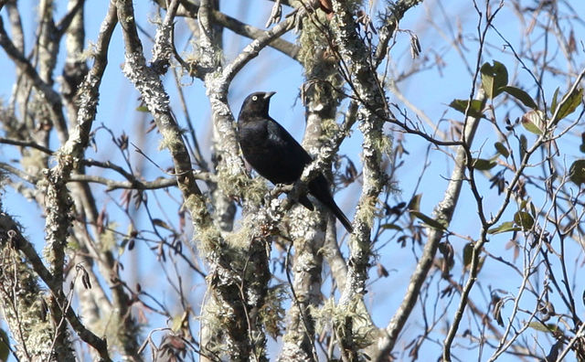 Brewer's Blackbird