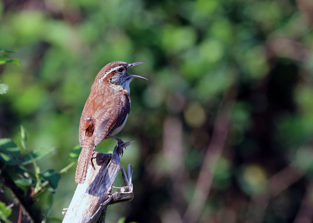 Carolina Wren