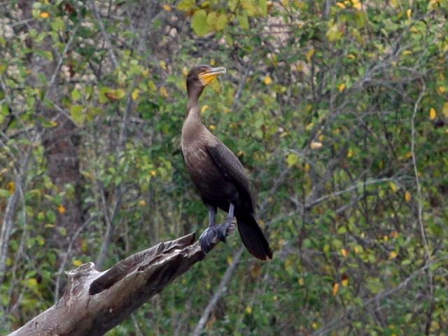 Double-crested Cormorant