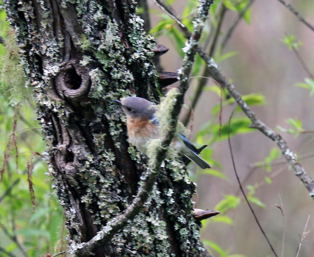 Eastern Bluebird
