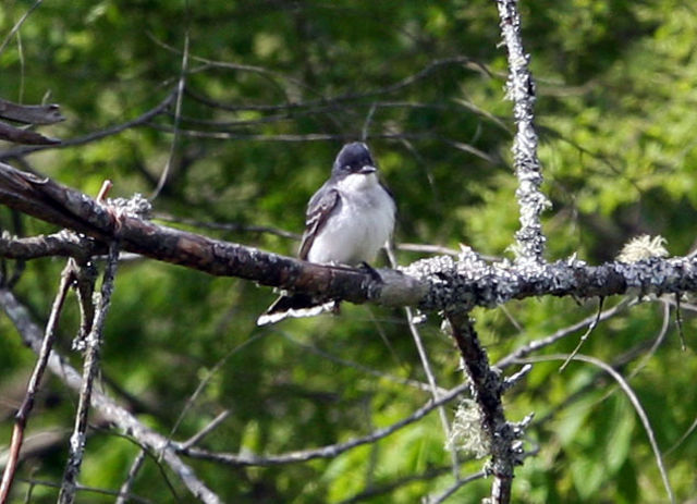 Eastern Kingbird
