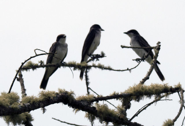 Eastern Kingbird