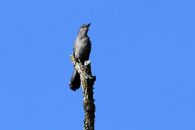Gray Catbird