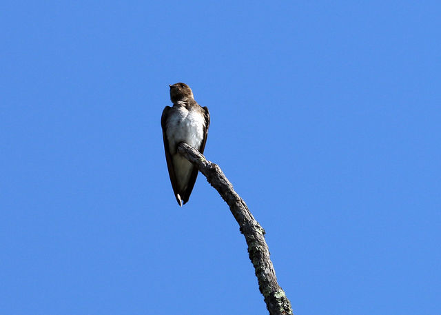 Northern Rough-winged Swallow