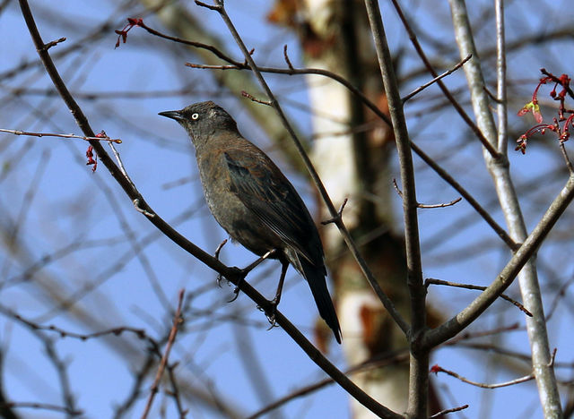 Rusty Blackbird