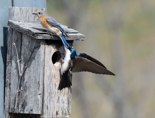 Tree Swallow