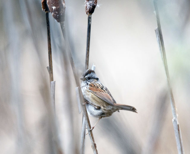Swamp Sparrow