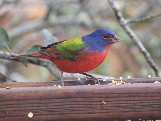 Painted Bunting