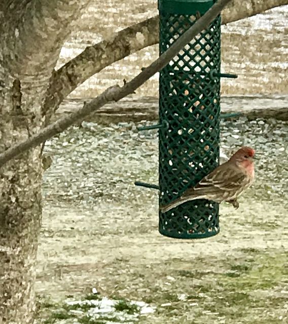 House Finch
