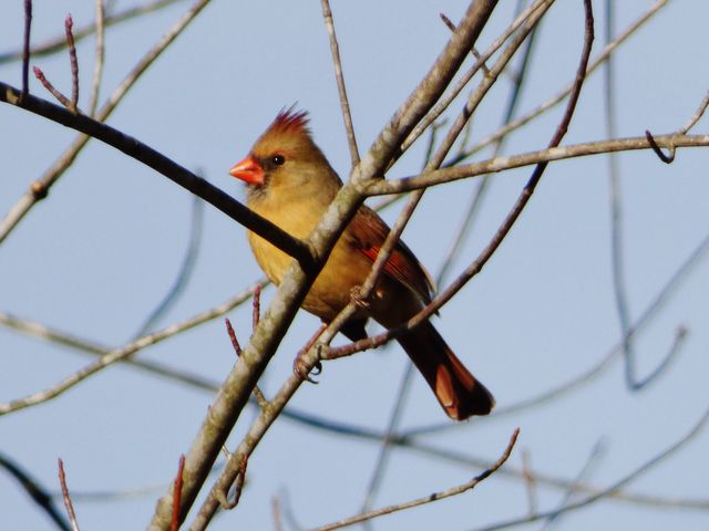 Northern Cardinal