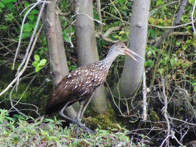 Limpkin
