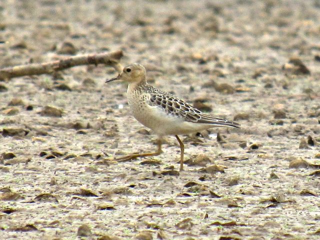 Buff-breasted Sandpiper
