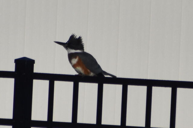 Belted Kingfisher