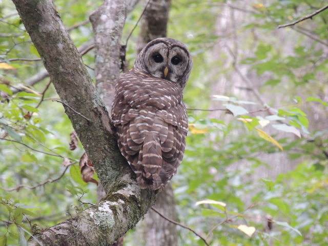 Barred Owl