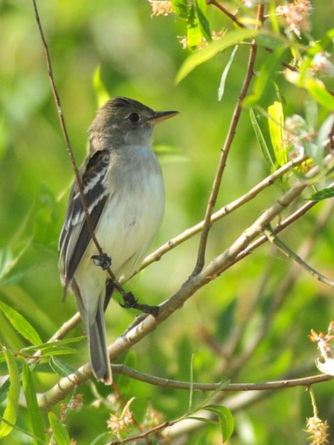 Alder Flycatcher