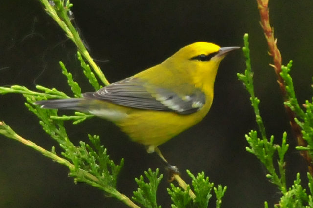 Blue-winged Warbler