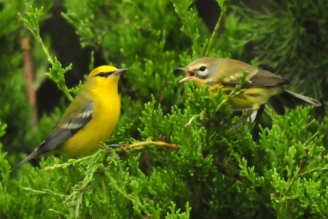 Blue-winged Warbler