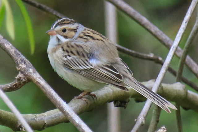 Clay-colored Sparrow