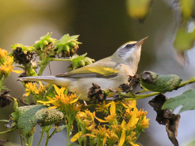 Golden-winged Warbler
