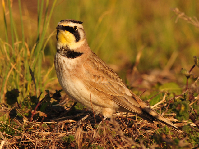 Horned Lark