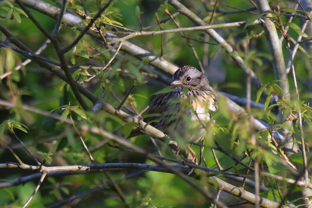 Lincoln's Sparrow