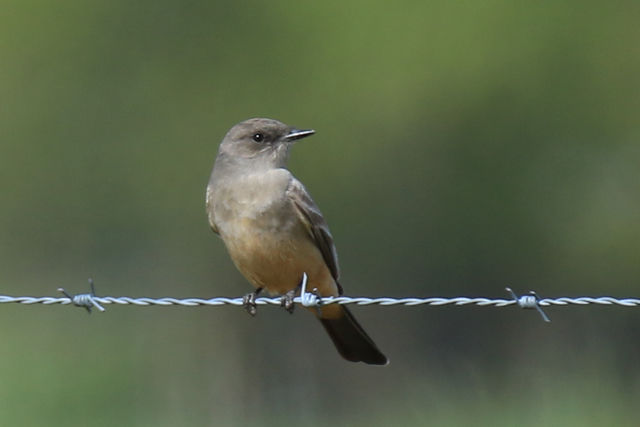 Say's Phoebe