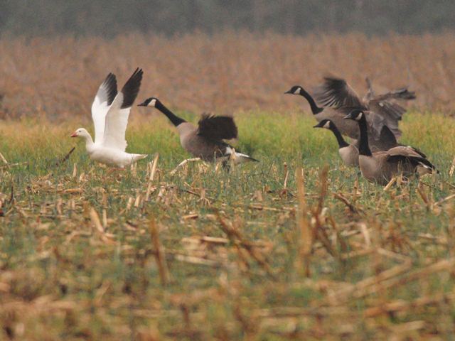 Snow Goose (with Canada Geese)