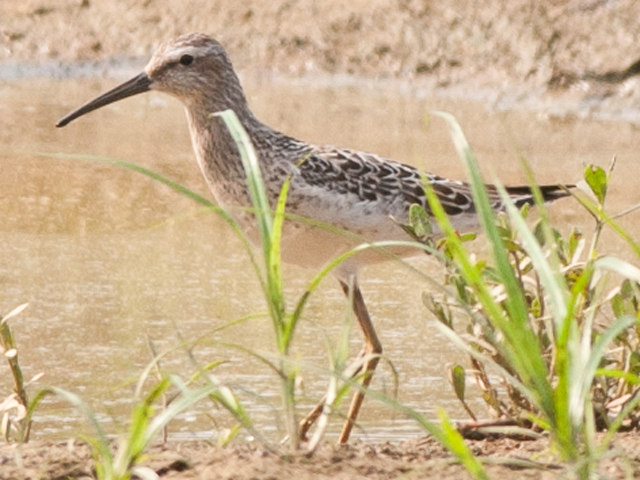 Stilt Sandpiper
