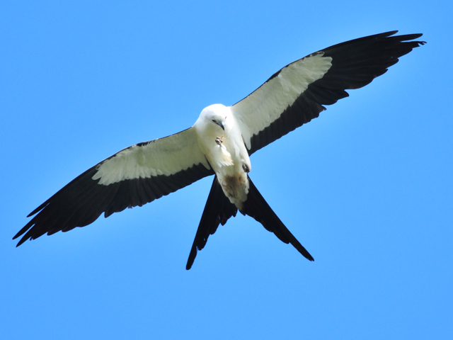Swallow-tailed Kite